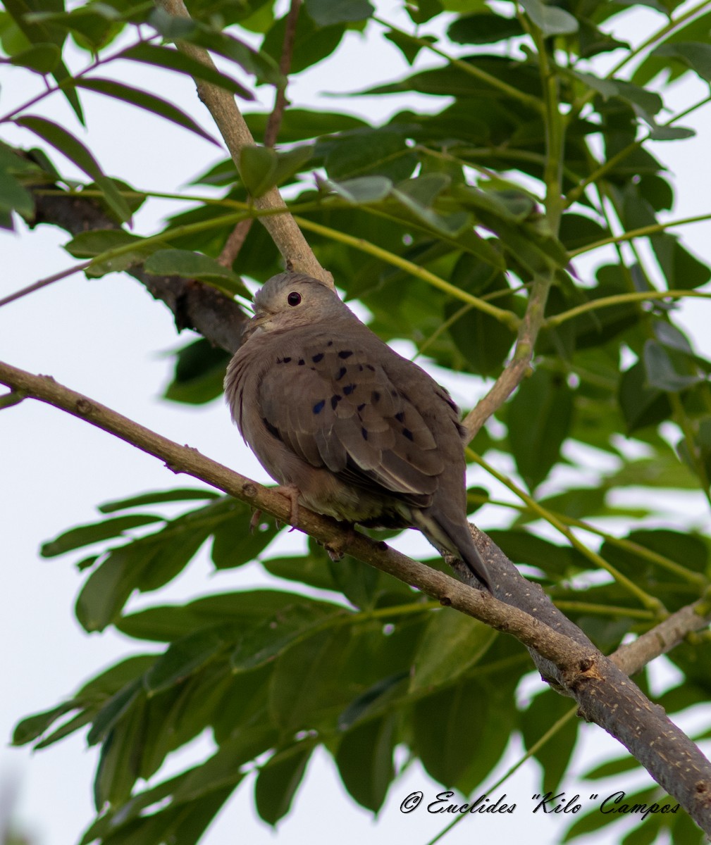 eBird Checklist - 29 May 2024 - Camino de Tanara - 31 species