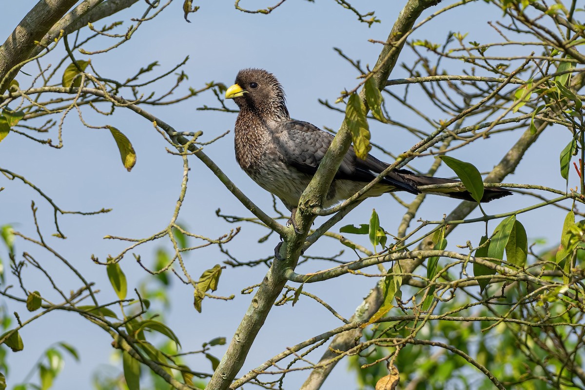 eBird Checklist - 29 May 2024 - Tilapia Lodge - 63 species (+1 other taxa)