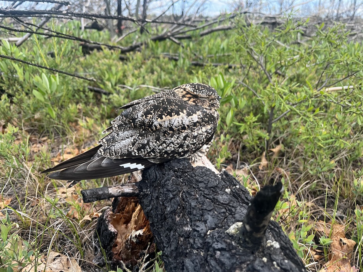 eBird Checklist - 29 May 2024 - South Tawas Area - 29 species