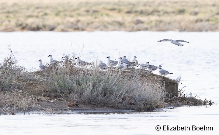 eBird Checklist - 28 May 2024 - Big Sandy Reservoir (Sublette County ...