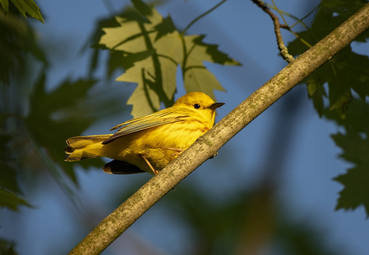 eBird Checklist - 29 May 2024 - Great Meadows NWR--Concord Unit - 55 ...