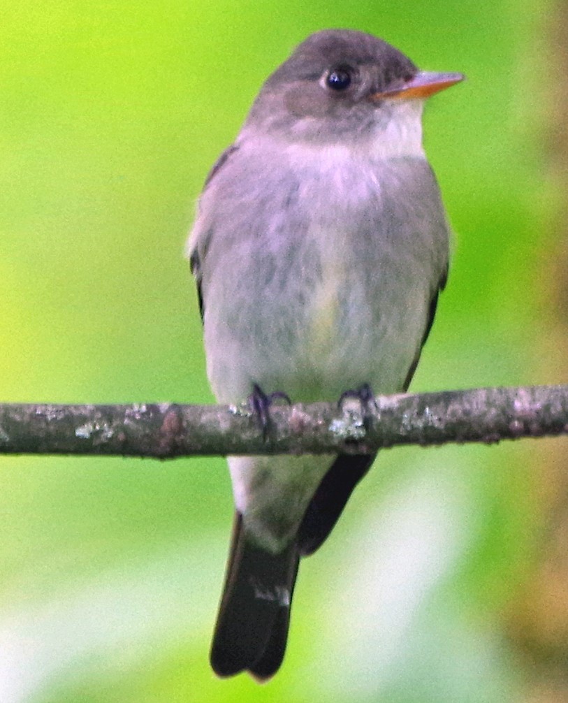 eBird Checklist - 27 May 2024 - Shenango Reservoir--Beaver Pond Rd ...