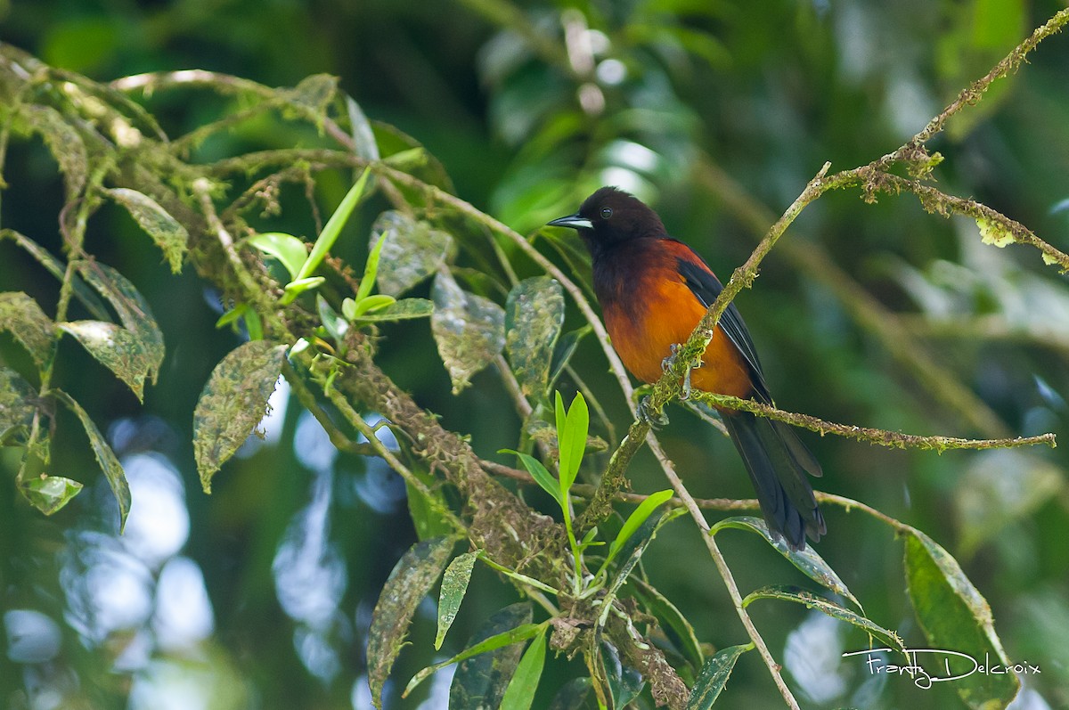 Martinique Oriole - Icterus bonana - Birds of the World