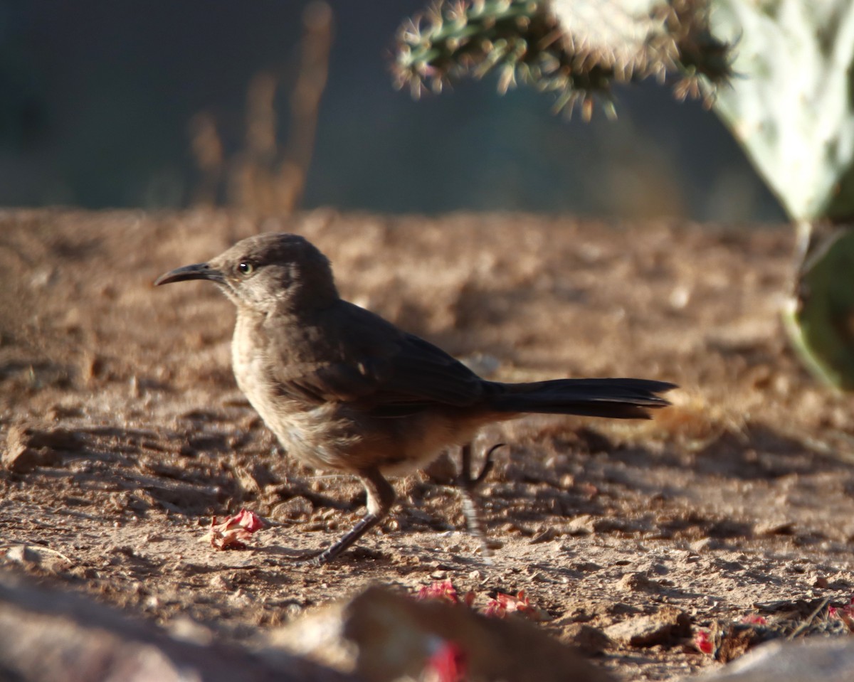 eBird Checklist - 24 May 2024 - Green Valley--Desert Meadows Park - 25 ...