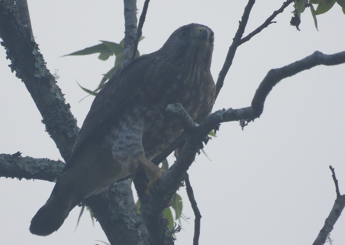 eBird Checklist - 26 May 2024 - My yard - 8 species