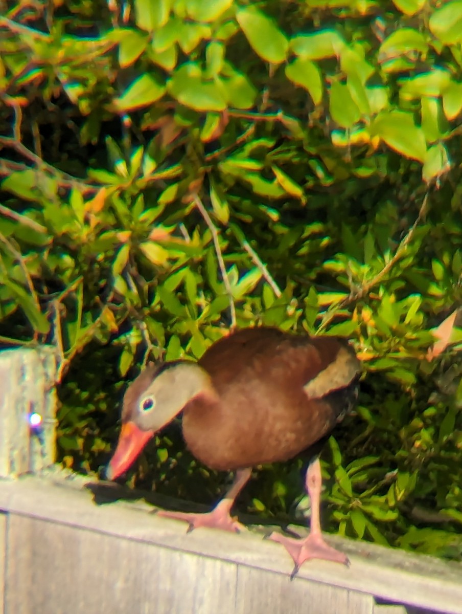 eBird Checklist - 30 May 2024 - McDuffie PFA - 44 species