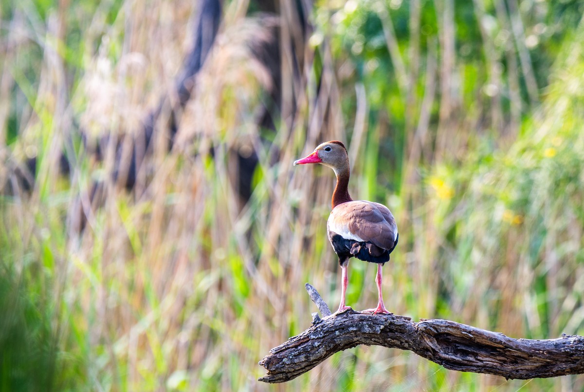 eBird Checklist - 24 May 2024 - Estero Llano Grande SP WBC (LTC 054) - 54 species