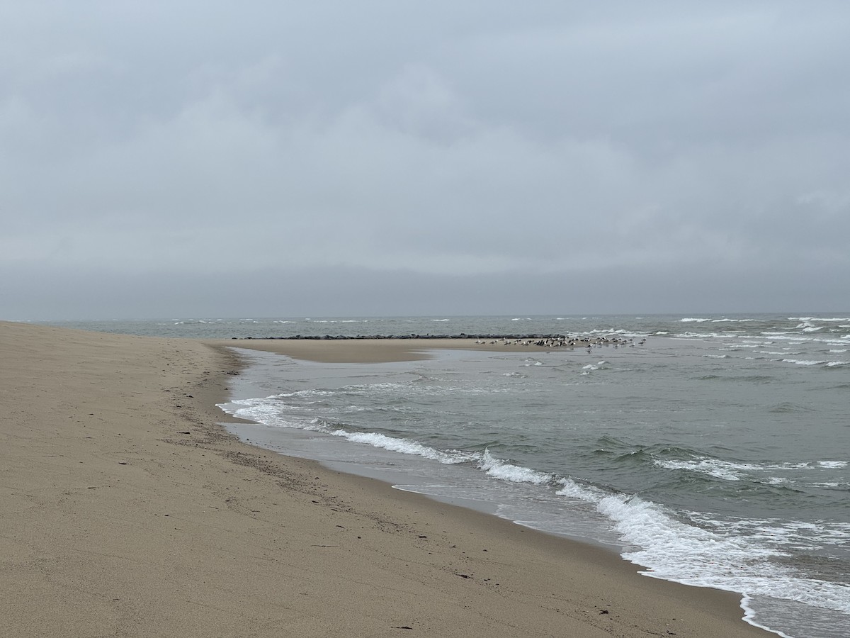 eBird Checklist - 30 May 2024 - High Head Beach, Truro - 17 species