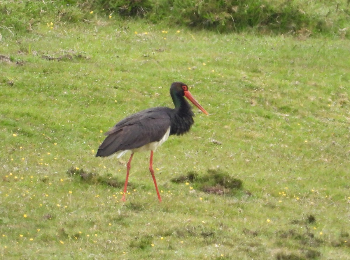 eBird Checklist - 30 May 2024 - Serra do Forgoselo--Zona do Curro - 1 ...