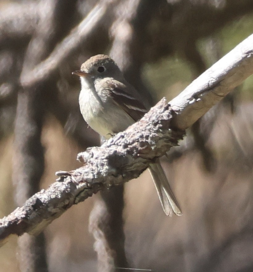 eBird Checklist - 30 May 2024 - Fowler Public Camp Road - 15 species