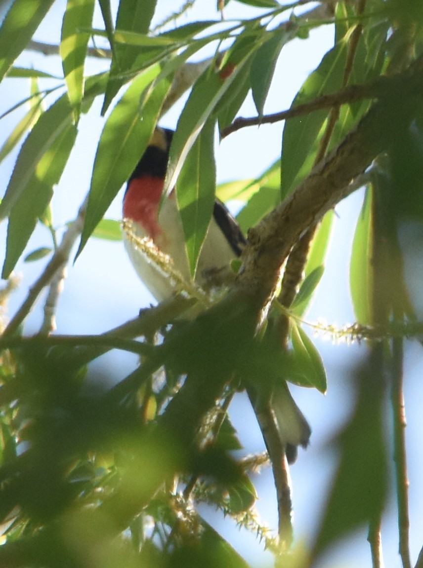 eBird Checklist - 30 May 2024 - Golden Ponds Park and Nature Area - 25 ...