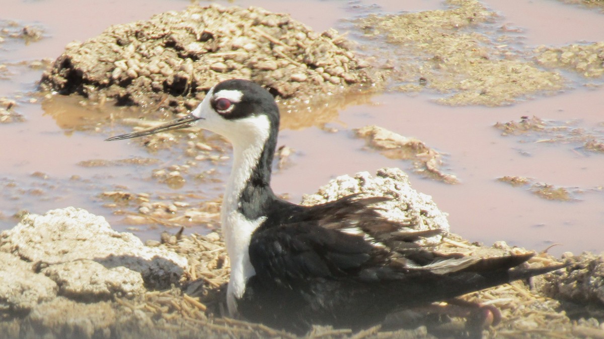 eBird Checklist - 30 May 2024 - Florence: Cross Creek Dairy Sludge ...