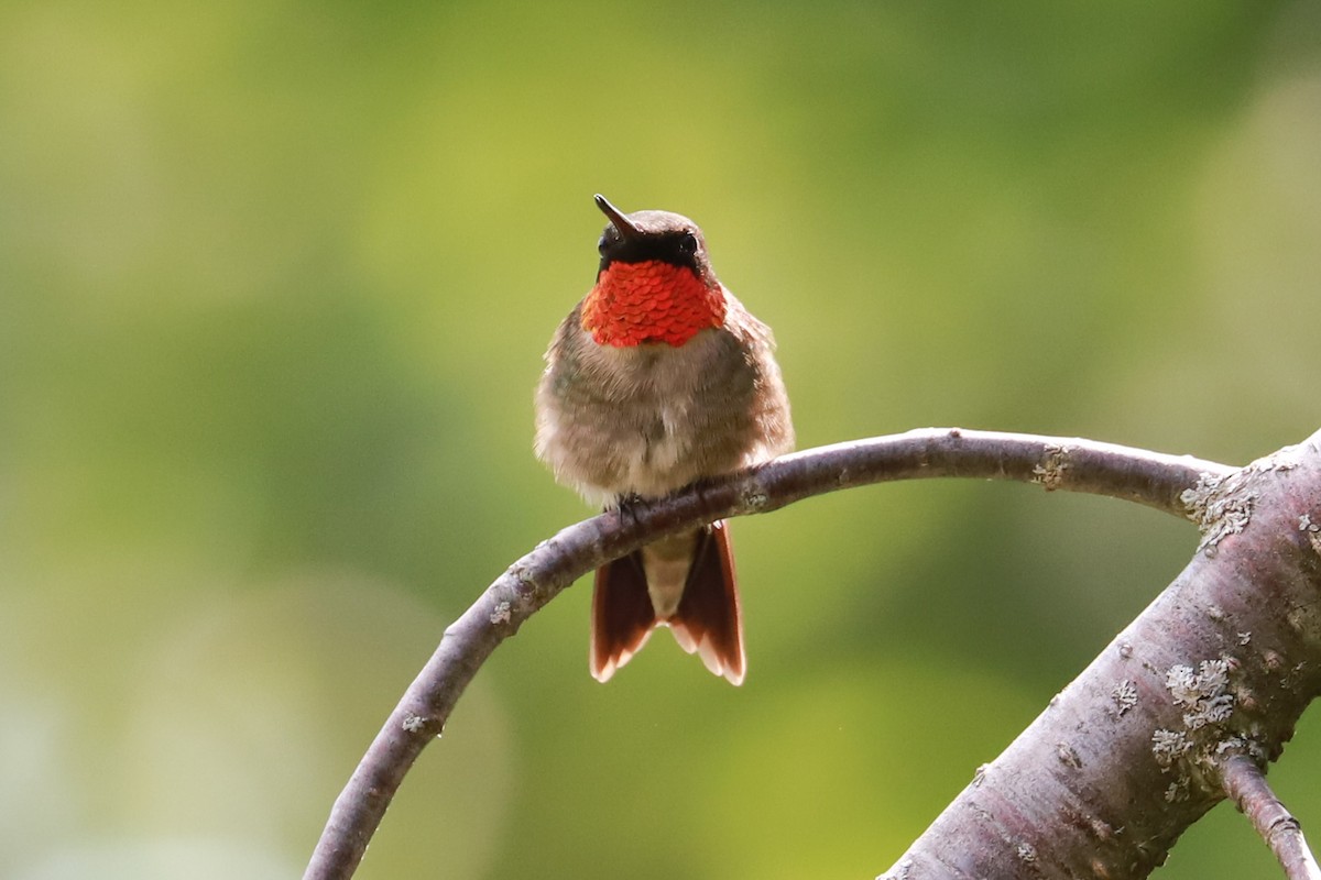 Pennsylvania Bird Atlas Checklist - 30 May 2024 - 399 Upper Georges Valley Rd, Spring Mills US ...