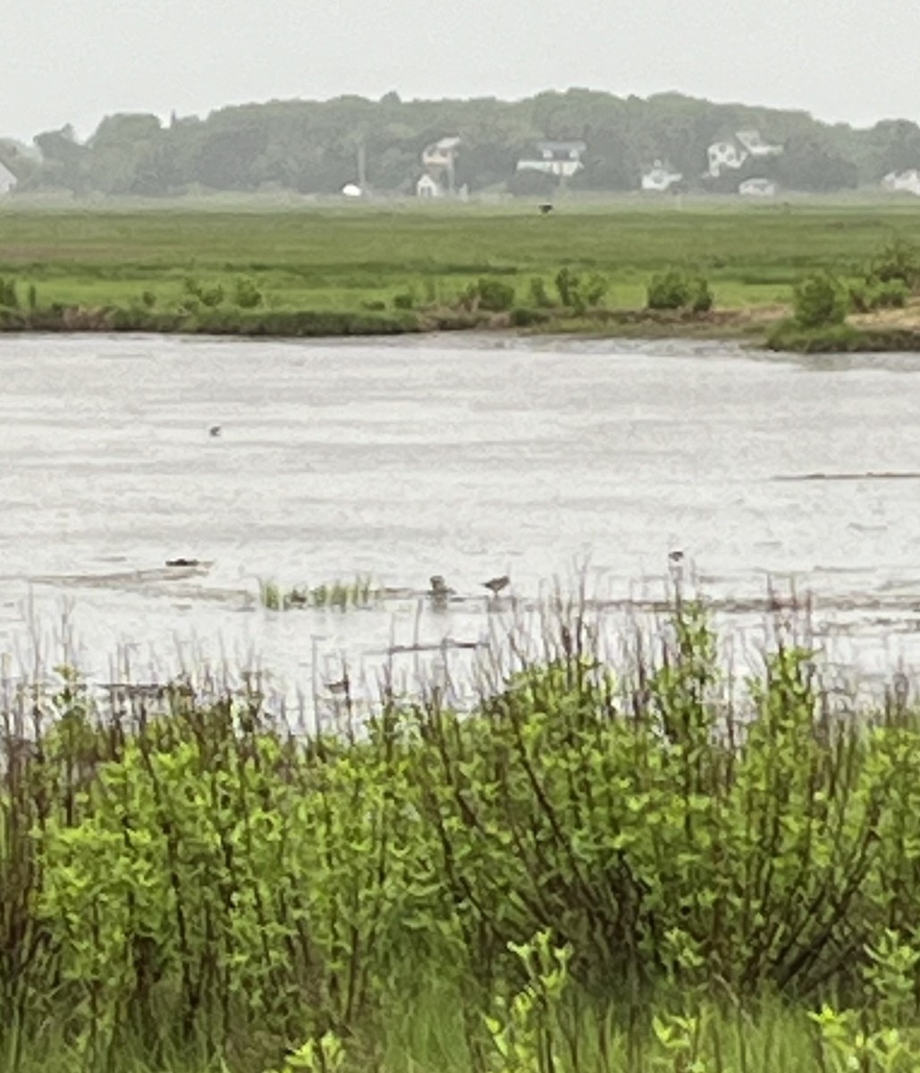 eBird Checklist - 30 May 2024 - Parker River NWR--Salt Pannes - 17 species