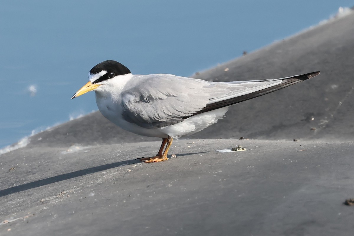 eBird Checklist - 30 May 2024 - Maynard C. Stiles WTP - 3 species