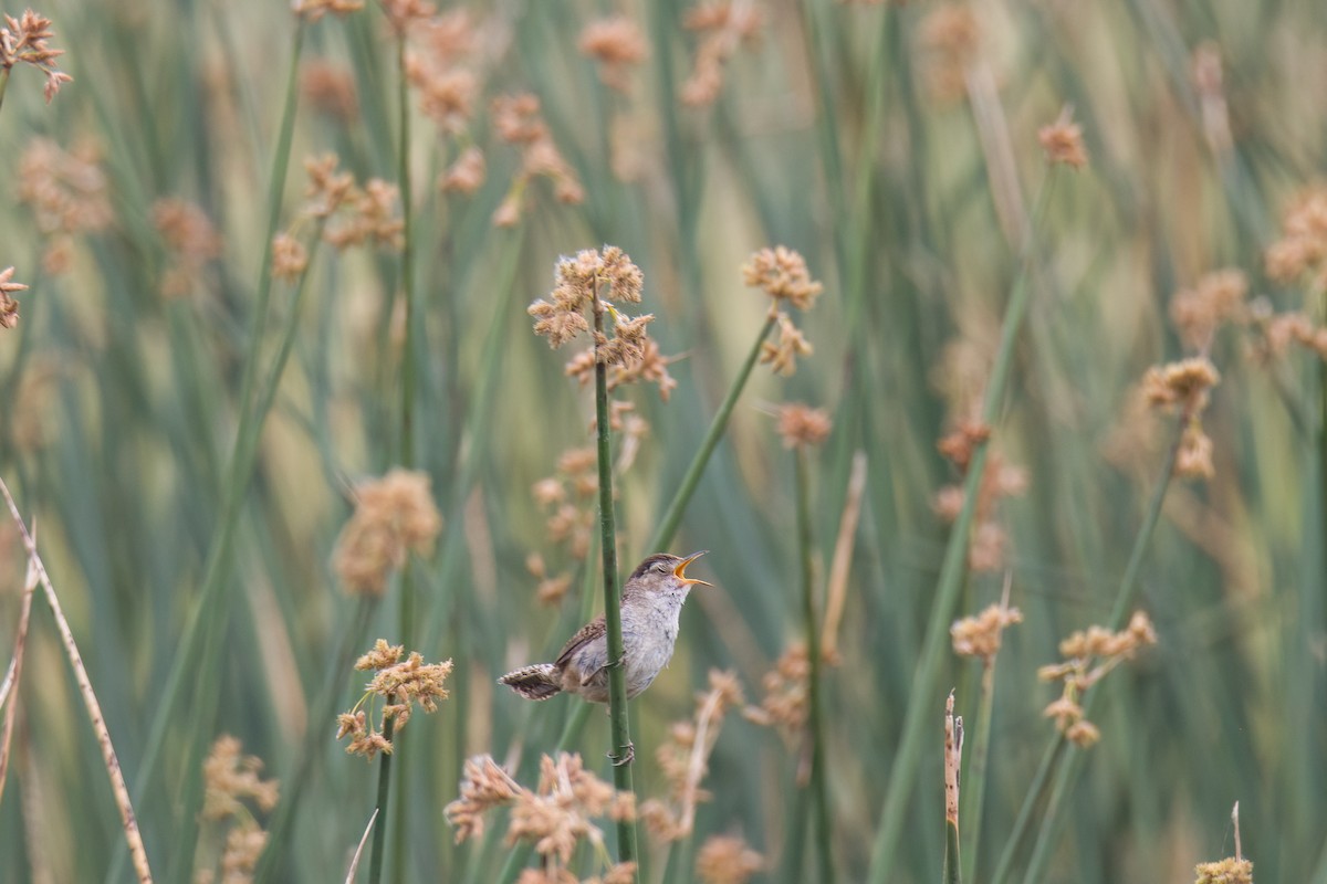 eBird Checklist - 25 May 2024 - Colusa NWR - 2 species