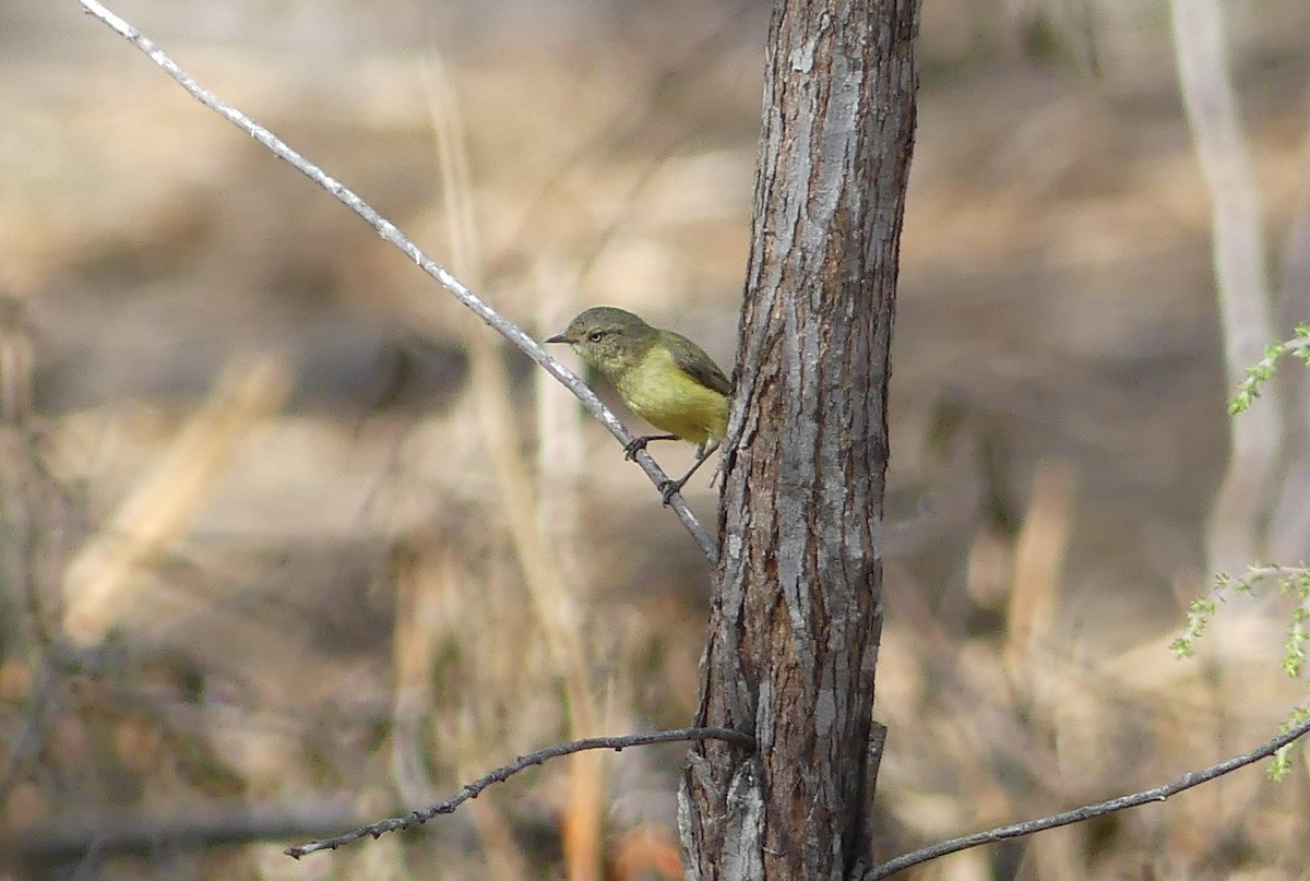 eBird Checklist - 31 May 2024 - Spring Mountain Forest Park - 34 species