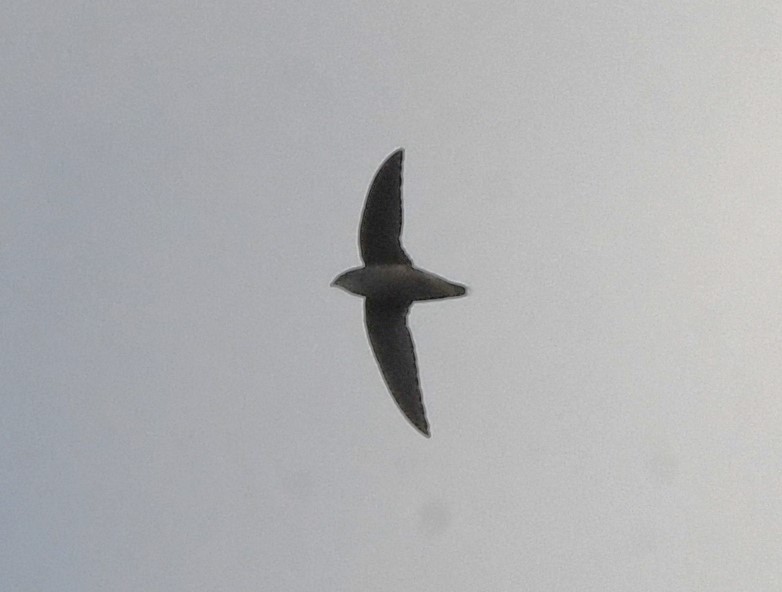 eBird Checklist - 29 May 2024 - Home, Kitty Hawk Bay Dr., Colington ...