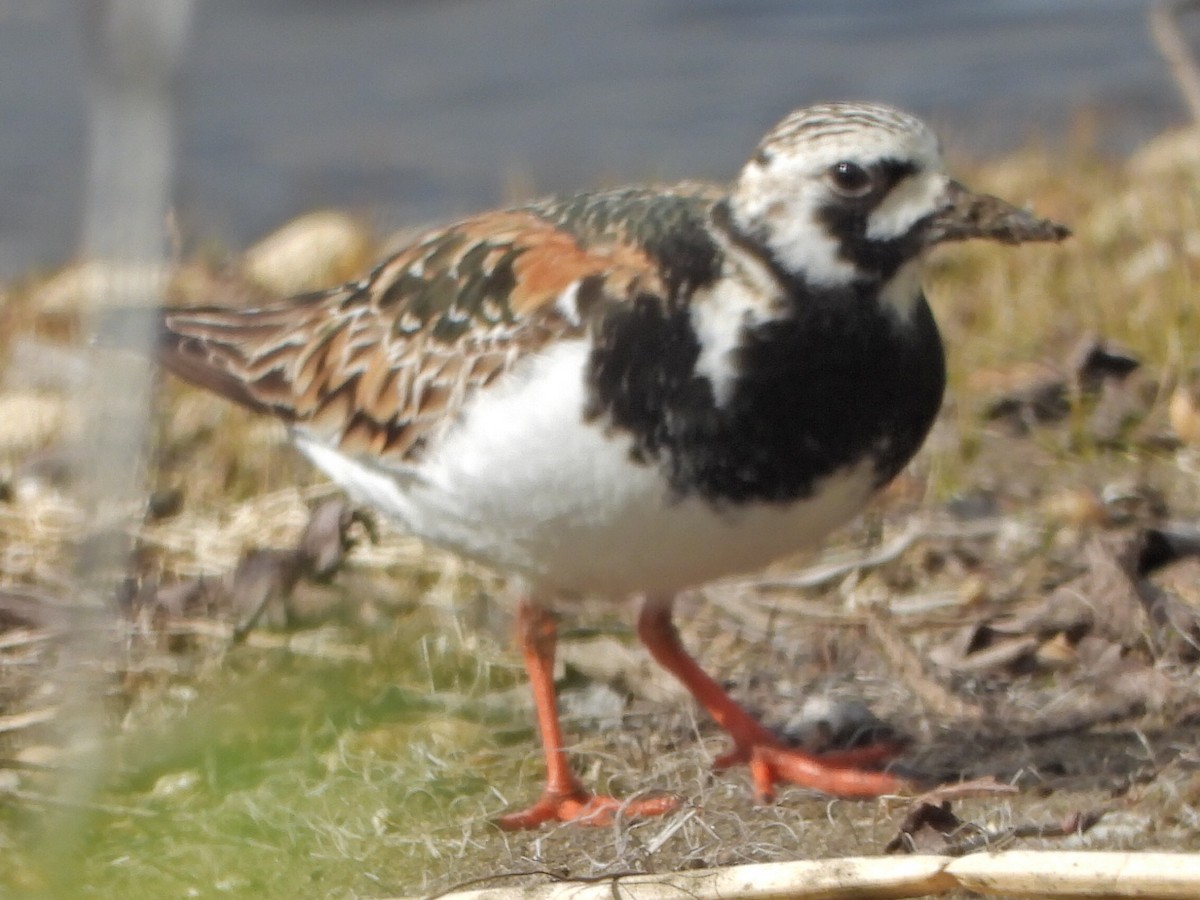 eBird Checklist - 30 May 2024 - Airport Flood Control Ponds - 4 species