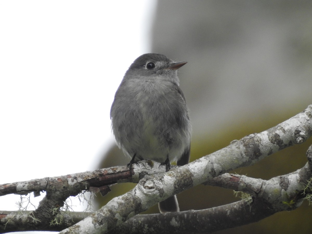 eBird Checklist - 30 May 2024 - Spada Lake Gateway Trailhead - 21 species