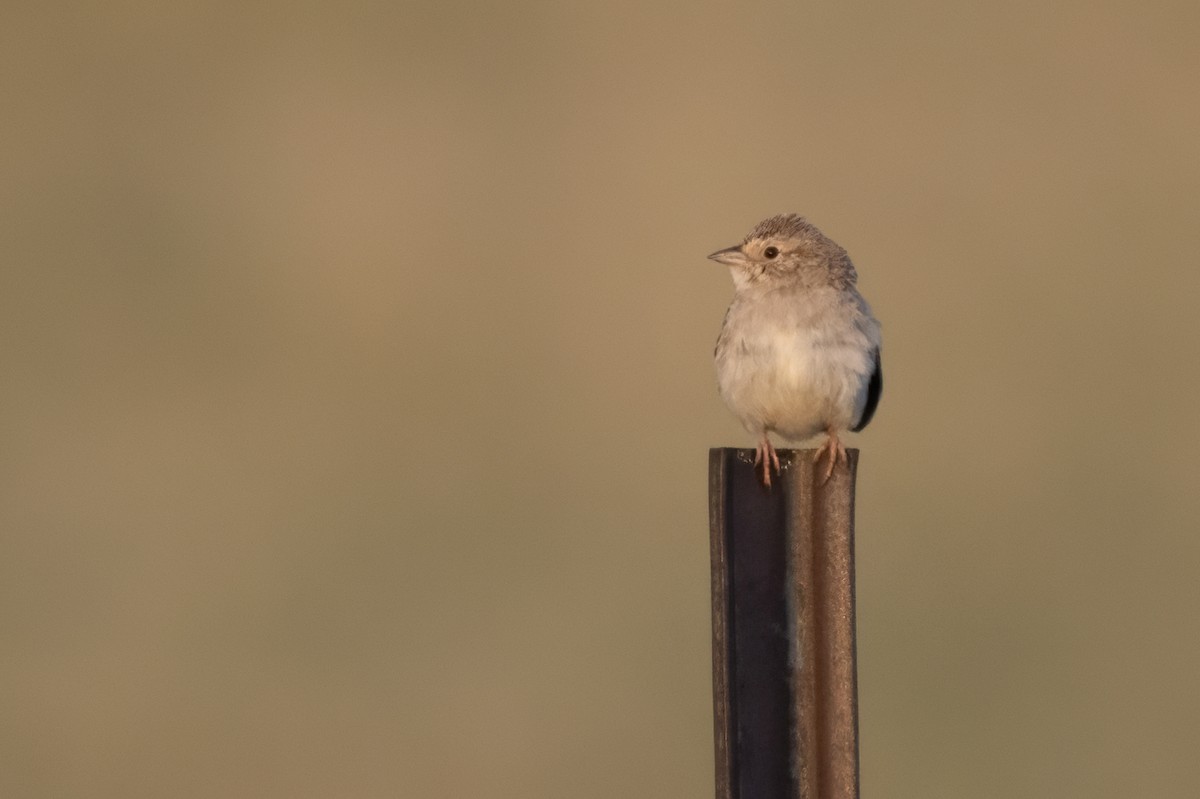 eBird Checklist - 29 May 2024 - Pine Bluffs--exit 1 - 21 species