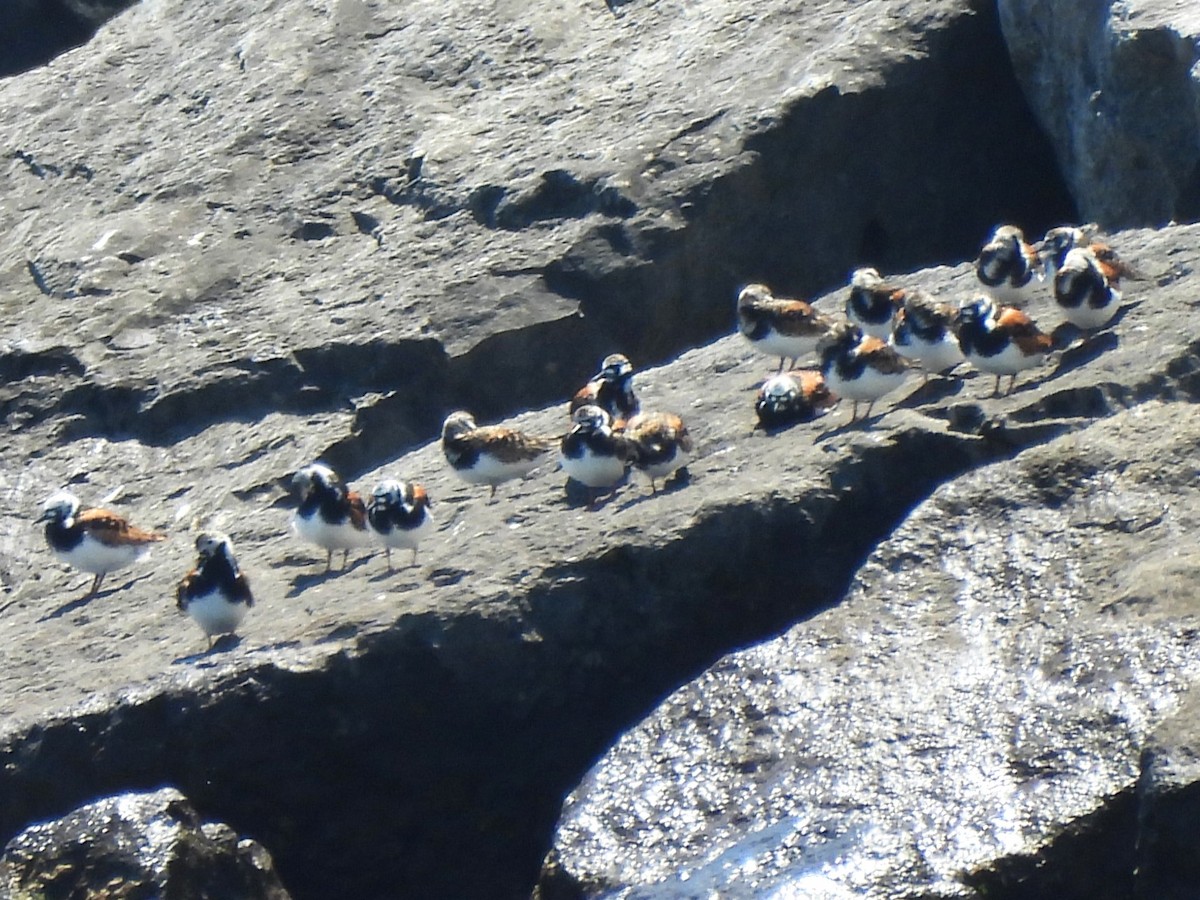 eBird Checklist - 30 May 2024 - Oakville--South Shell Park and Suncor ...