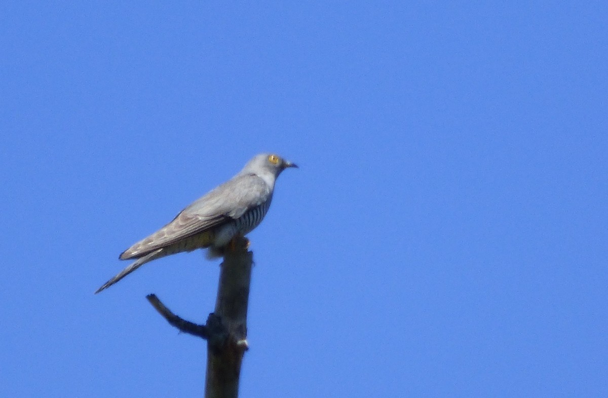 eBird Checklist - 28 May 2024 - Campelo (A Lama) - 27 species