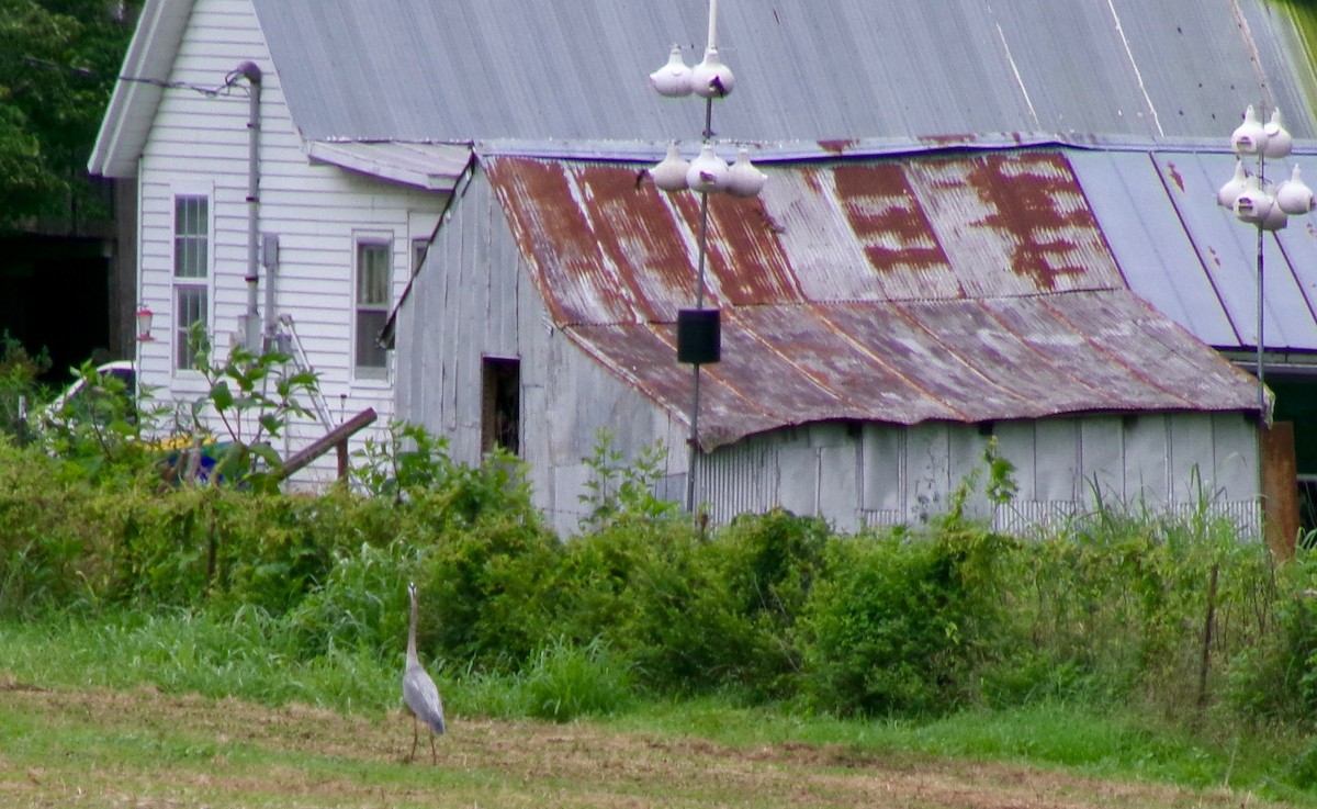 eBird Checklist - 31 May 2024 - Frank Lyne's Farm (Private) stakeout ...