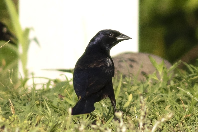 North Carolina Bird Atlas Checklist - 31 May 2024 - Fort Macon SP ...