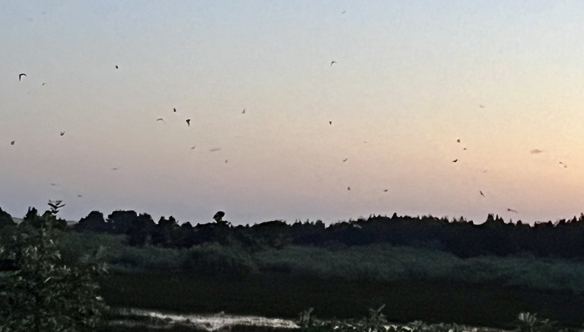 eBird Checklist - 31 May 2024 - North Spit--old Weyco Settling Pond ...