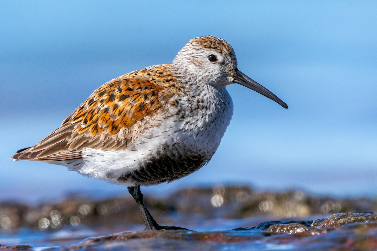 eBird Checklist - 31 May 2024 - Port Colborne--Morgan's Point CA - 20 ...