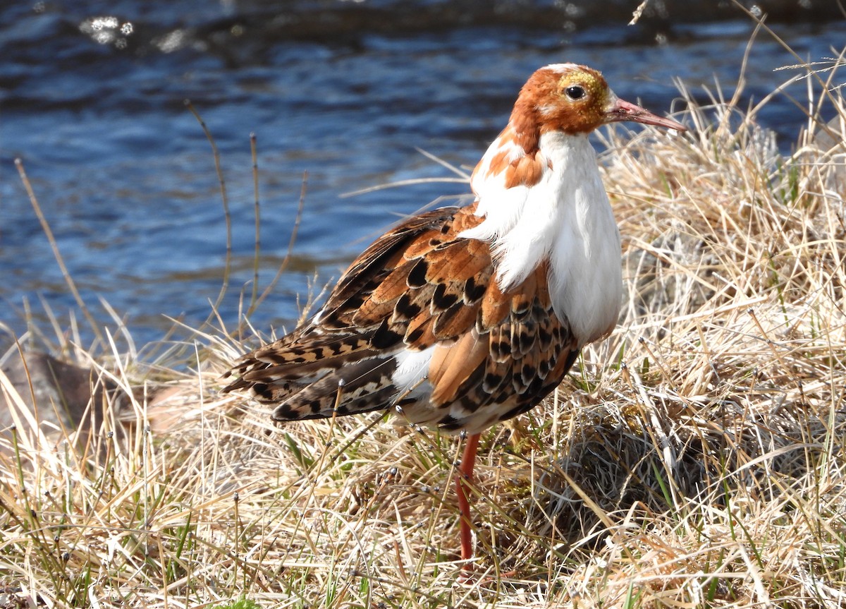 eBird Checklist - 31 May 2024 - Kiberg - 4 species