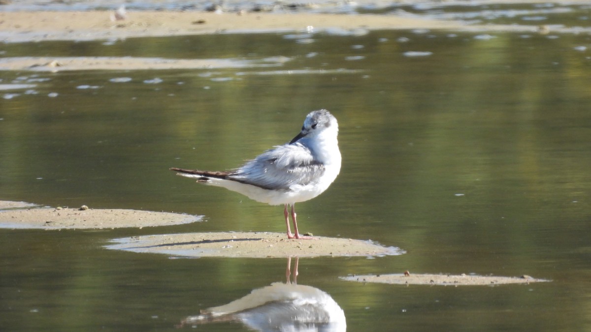eBird Checklist - 31 May 2024 - Riparian Preserve at Gilbert Water ...