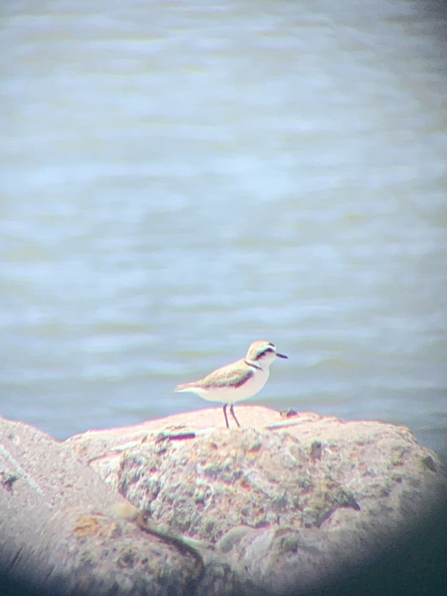 eBird Checklist - 31 May 2024 - End of rocky walk - 6 species