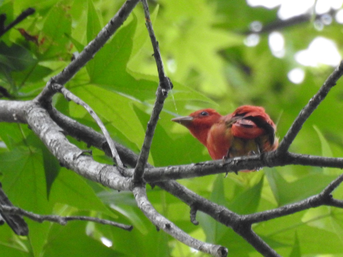 North Carolina Bird Atlas Checklist - 6 May 2024 - 8727 Courage Ct ...