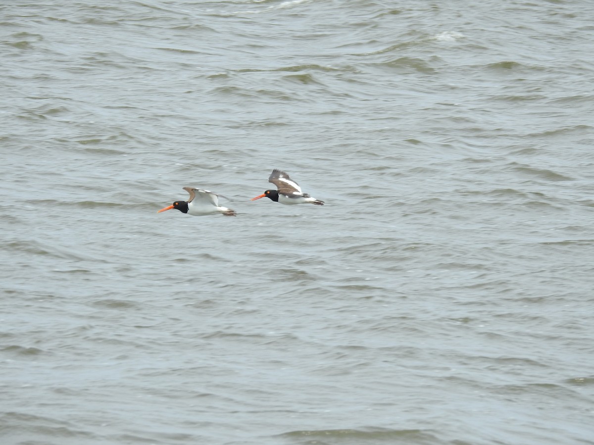 North Carolina Bird Atlas Checklist - 9 May 2024 - Fort Fisher--Federal ...