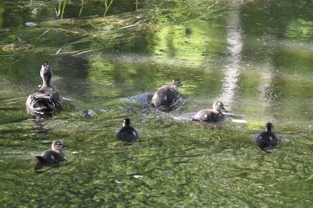 Pennsylvania Bird Atlas Checklist - 31 May 2024 - Scotia Barrens (IBA ...