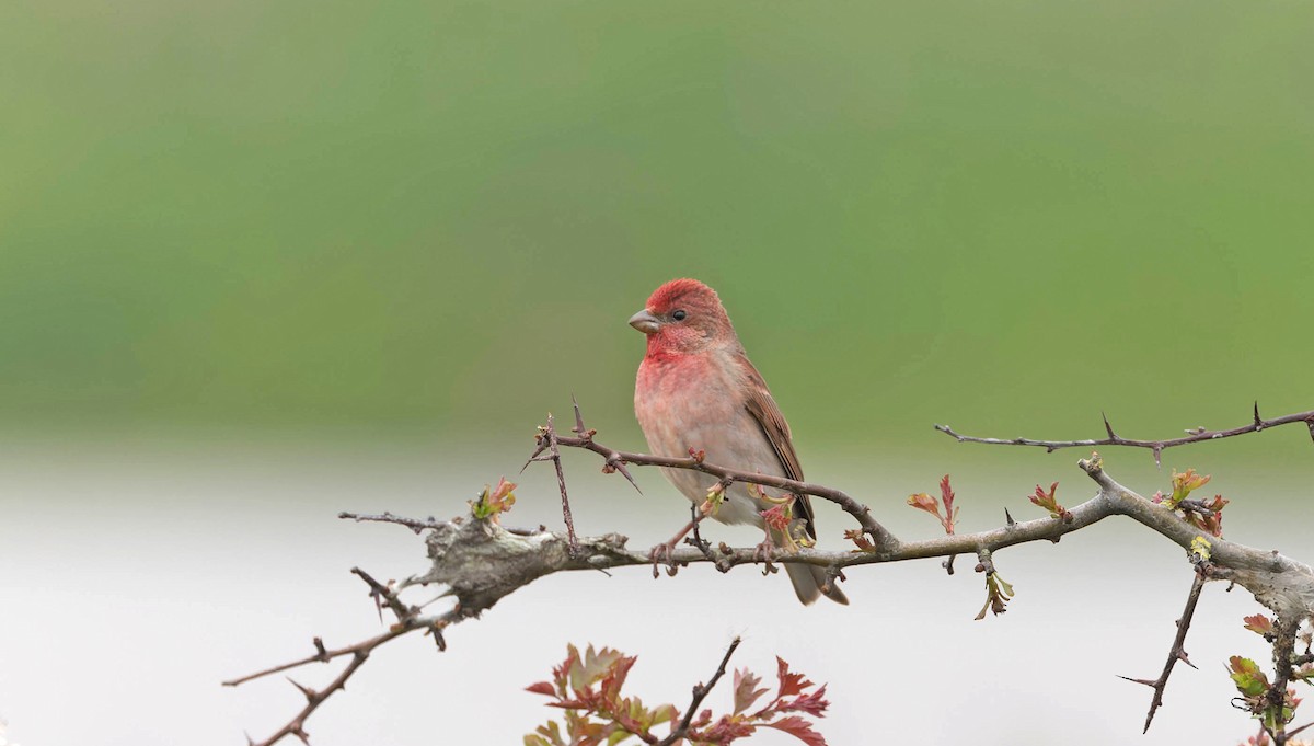 eBird Checklist - 24 May 2024 - Spurn Bird Observatory Recording Area ...