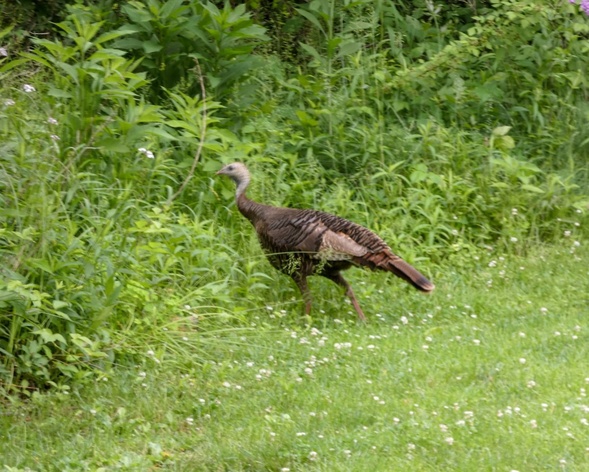 eBird Checklist - 27 May 2024 - PPG Lime Lakes - 35 species