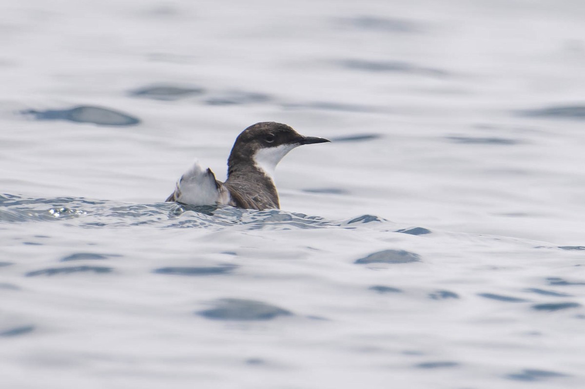 eBird Checklist - 31 May 2024 - Off Mission Bay (offshore species only ...