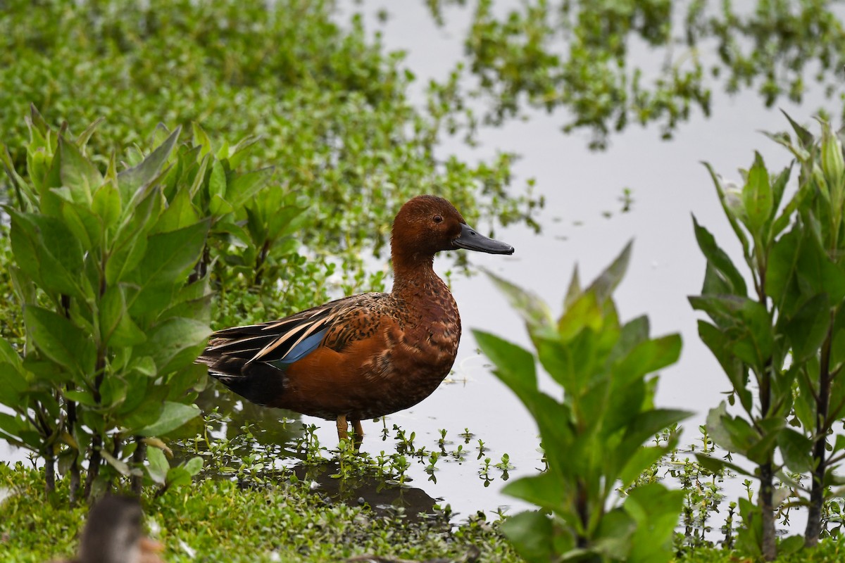 eBird Checklist - 27 May 2024 - IRWD San Joaquin Marsh & Wildlife ...