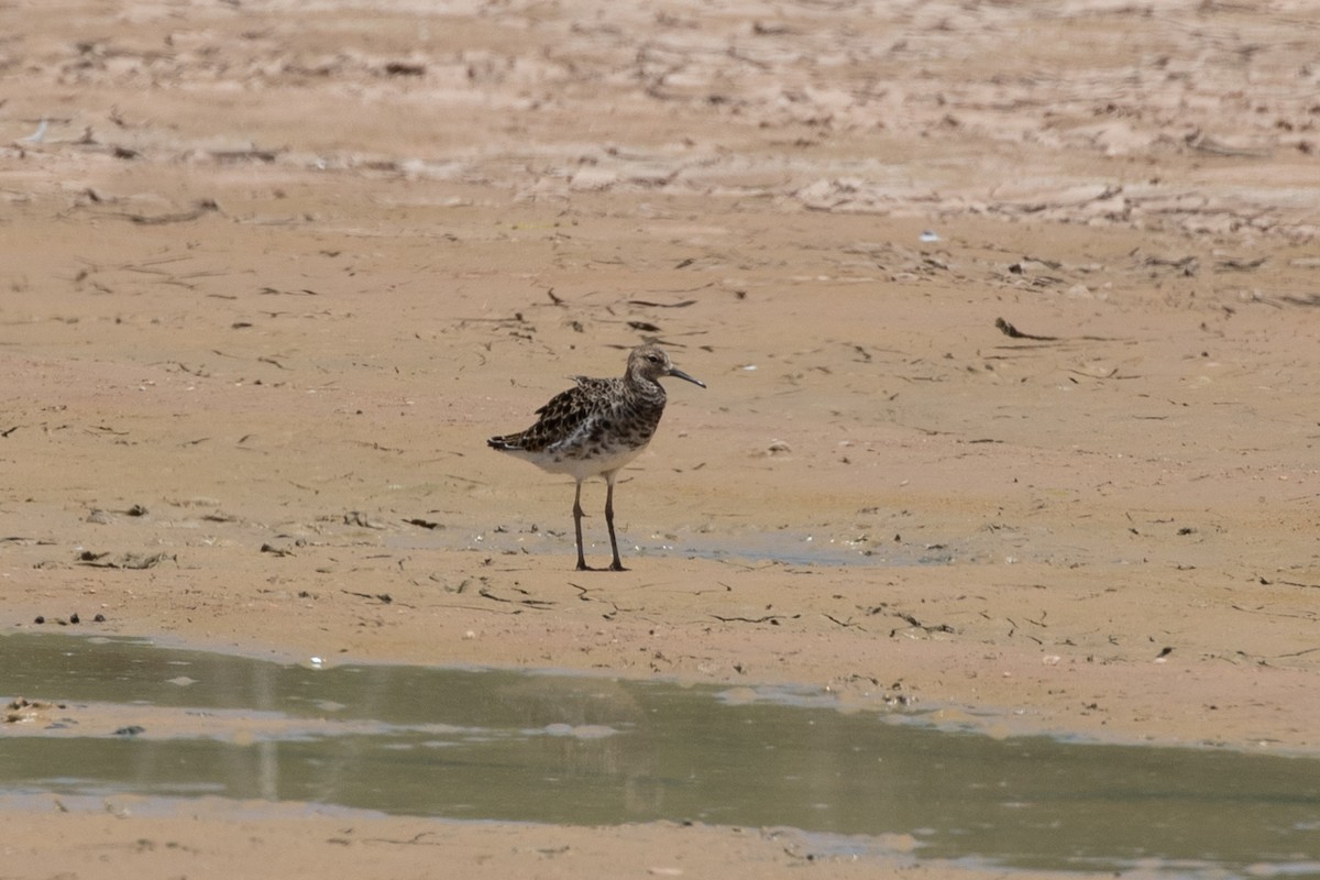 eBird Checklist - 31 May 2024 - Riparian Preserve at Gilbert Water ...
