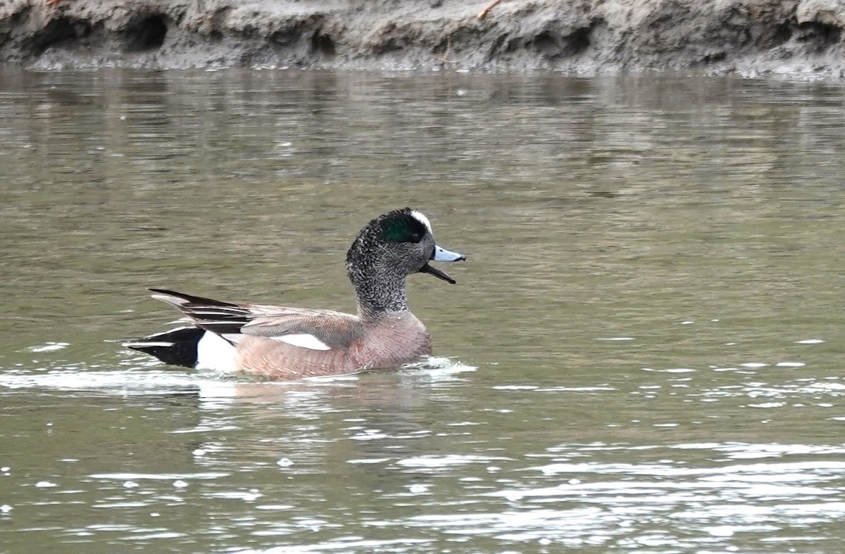 eBird Checklist - 31 May 2024 - Calgary--Weaselhead Natural Area - 39 ...