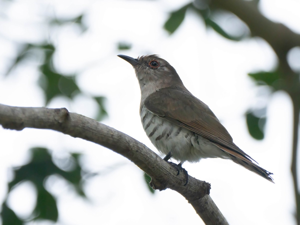 eBird Checklist - 25 May 2024 - Trinity Bay Saltwater Barra Farm ...