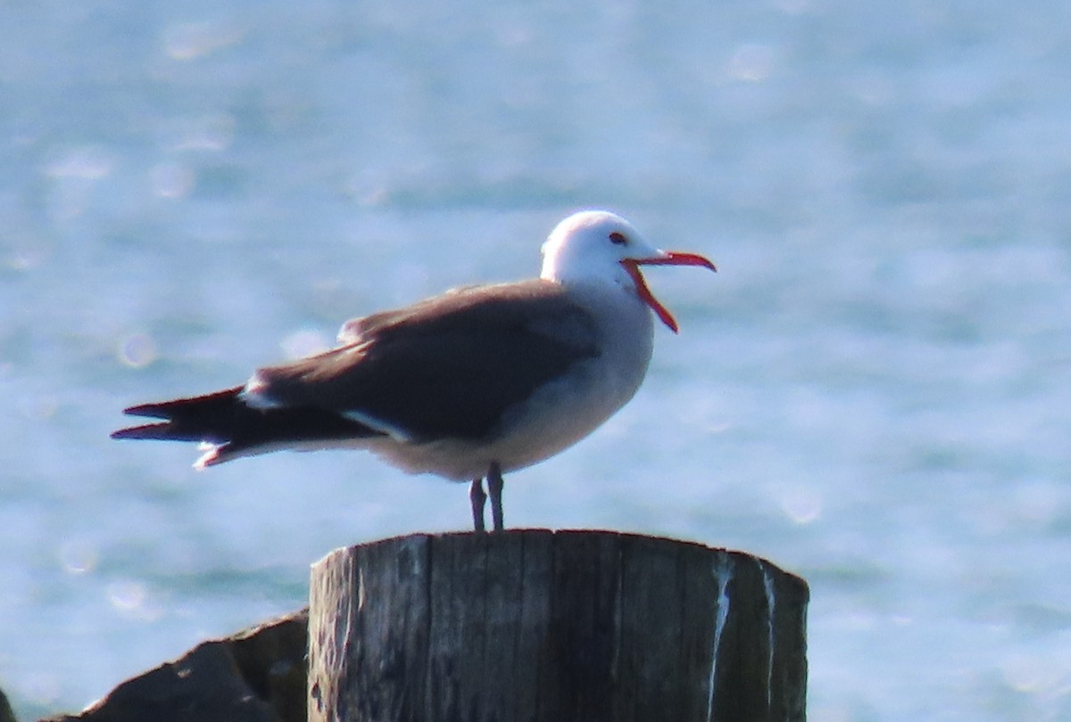 eBird Checklist - 31 May 2024 - Edmonds Waterfront - 7 species