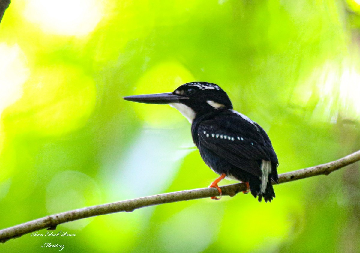eBird Checklist - 1 Jun 2024 - Malagos Garden Resort, Davao City - 37 ...