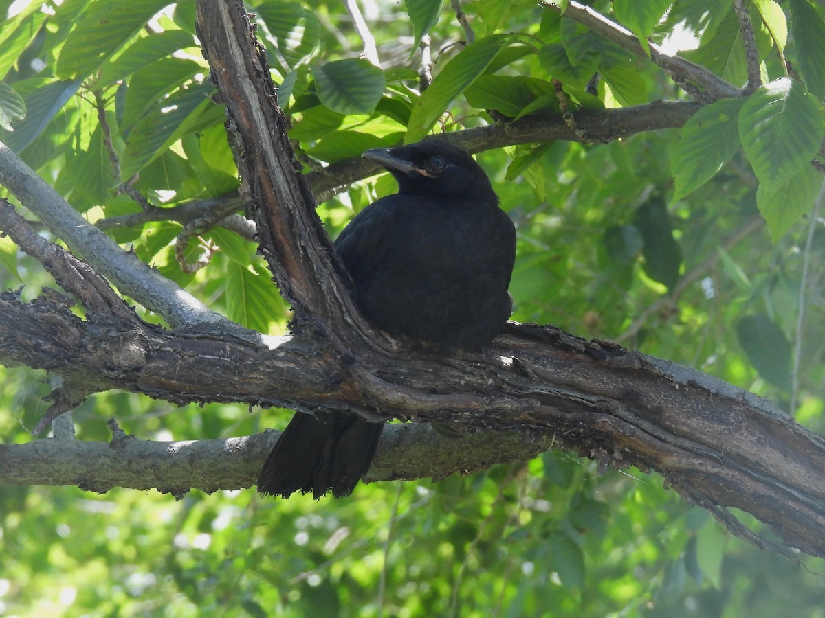 eBird Checklist - 31 May 2024 - Boardman Marina and RV Park - 19 species