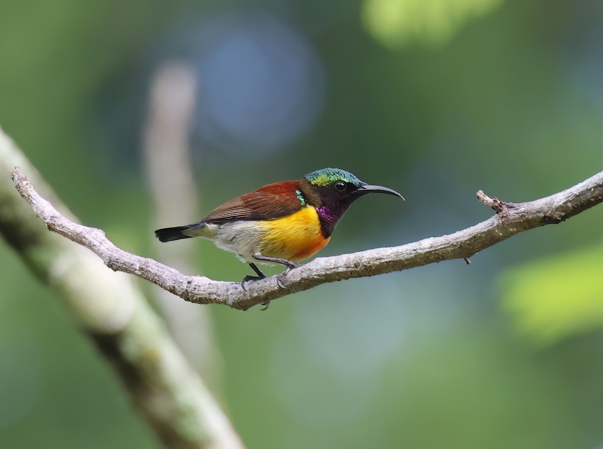 Purple-throated Sunbird (Orange-lined) - eBird