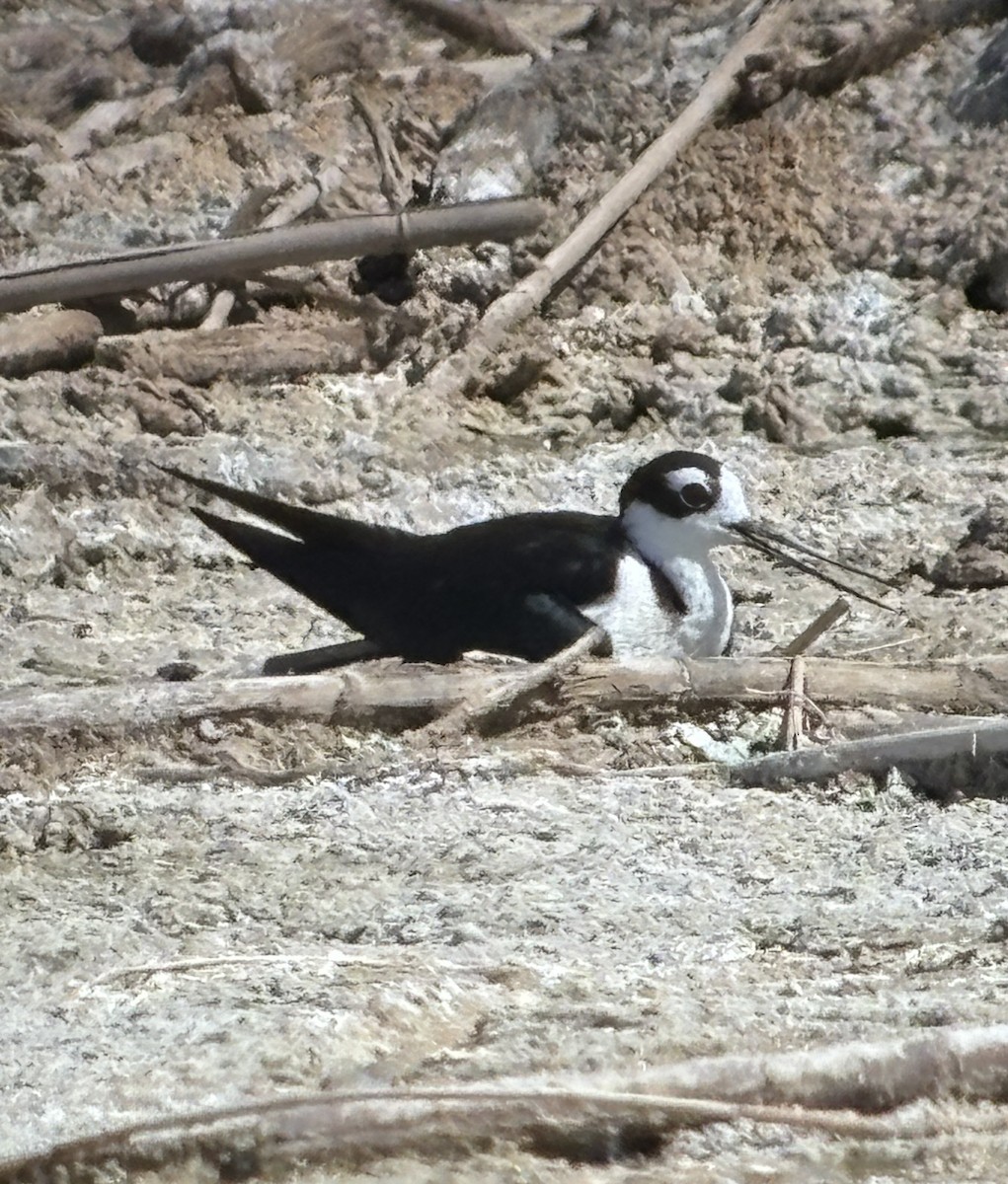eBird Checklist - 31 May 2024 - Salton Sea--Obsidian Butte - 7 species