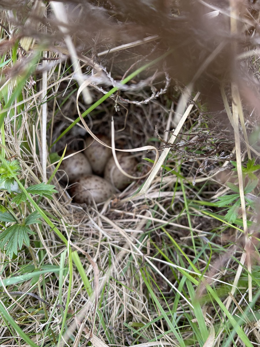 eBird Checklist - 1 Jun 2024 - Duirinish, Skye - 27 species